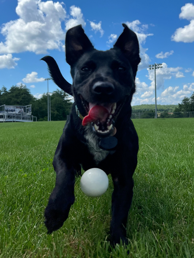 K9 Adventure Club – K9 Adventure Club