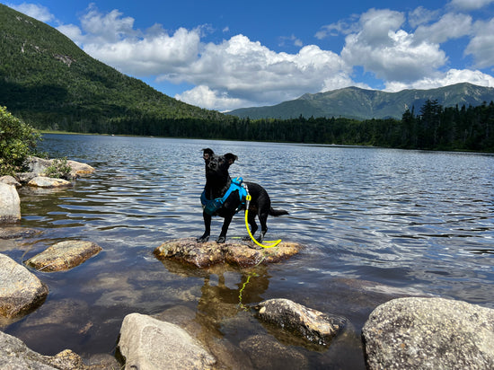 NH Dog Friendly Destinations - Explore New Hampshire – K9 Adventure Club